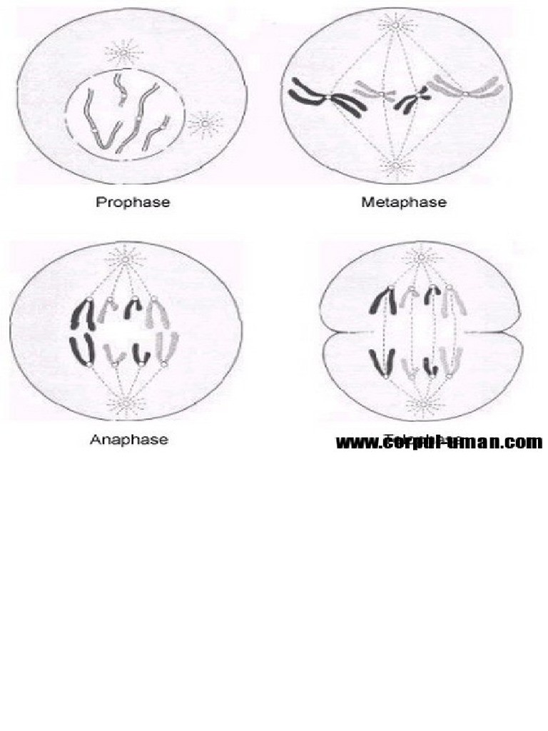 Mitoza - JPG 500×538 Pixeli | PDF