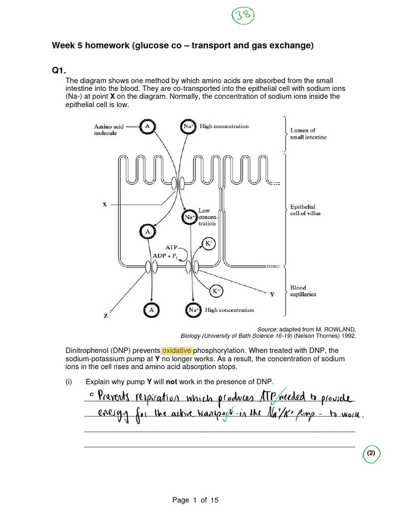 Glucose Co-Transport & Gas Exchange | PDF | Breathing | Cell Membrane