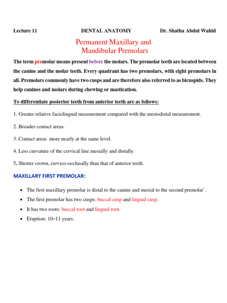 Maxillary First Premolar | PDF | Dental Anatomy | Human Anatomy