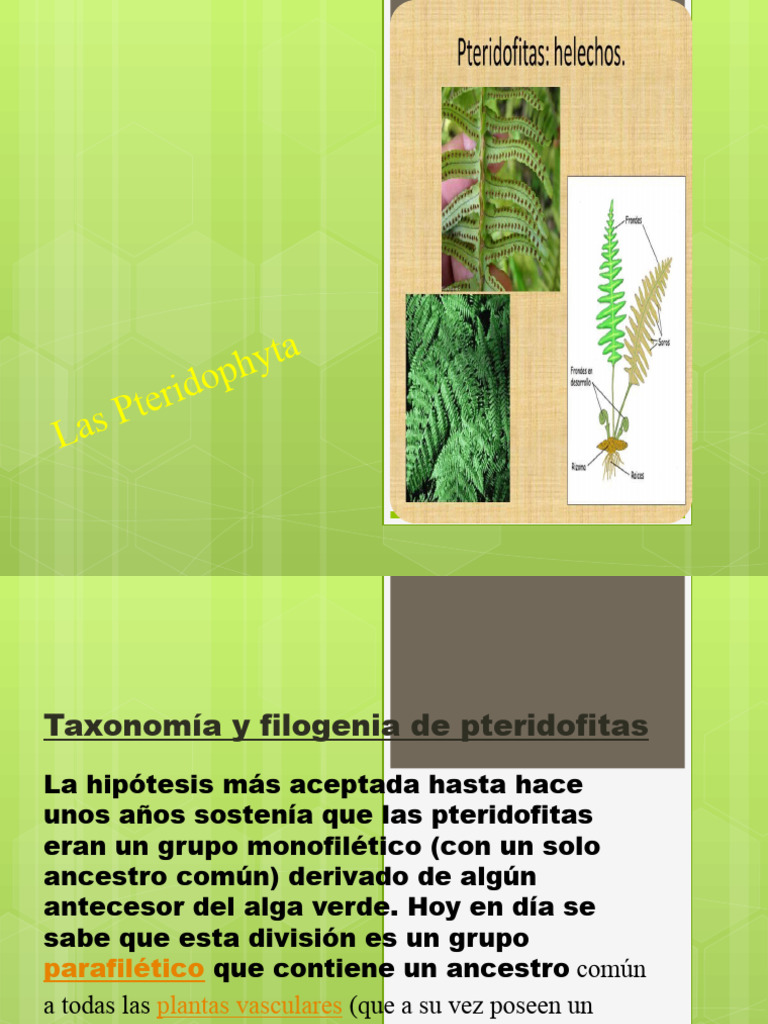Filogenia y características de pteridofitas | PDF | Helecho | Plantas