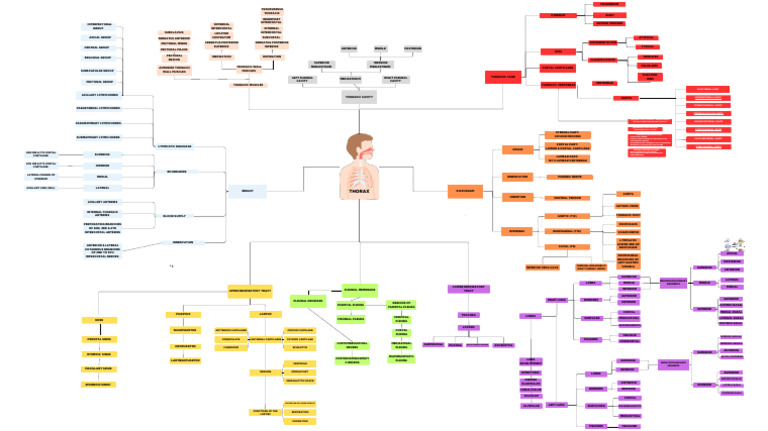 Module 7 - Concept Map | PDF | Vertebra | Thorax