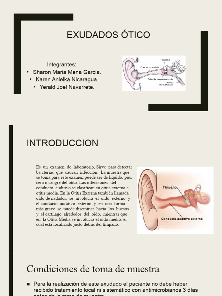 Exudado Otico 2 - 032449 | PDF | Estreptococo | Oído