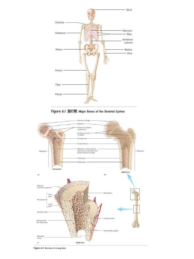 Bones Muscles Pdf