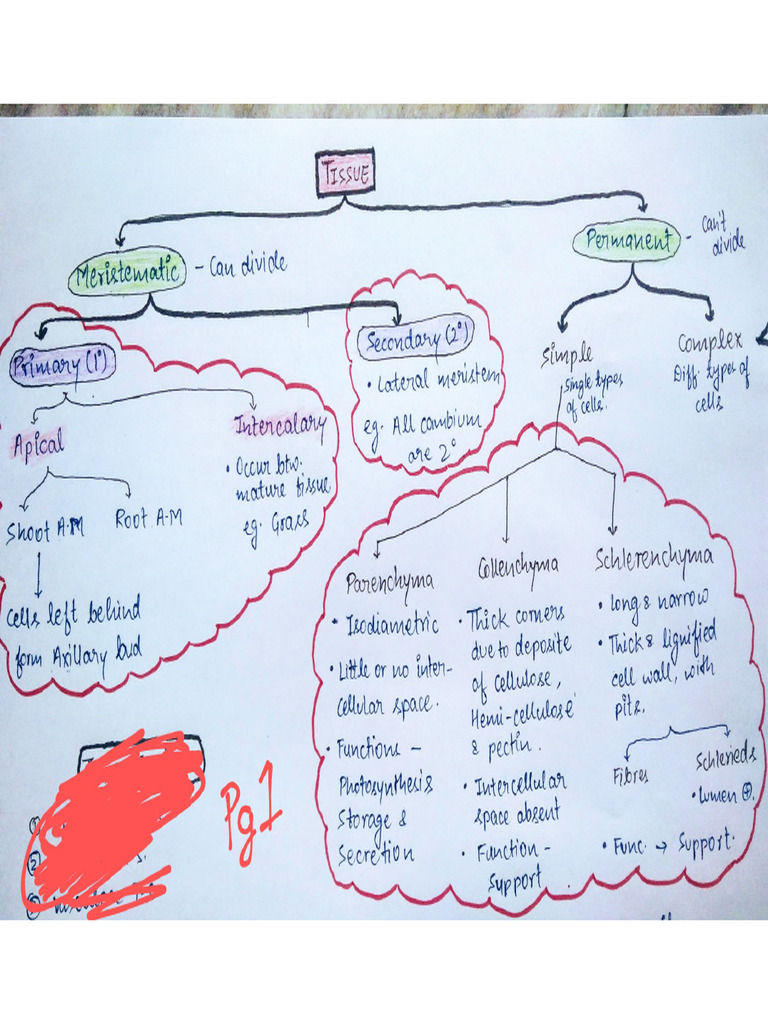 Mind Map Anatomy of Flowering Plants NEET GURU | PDF