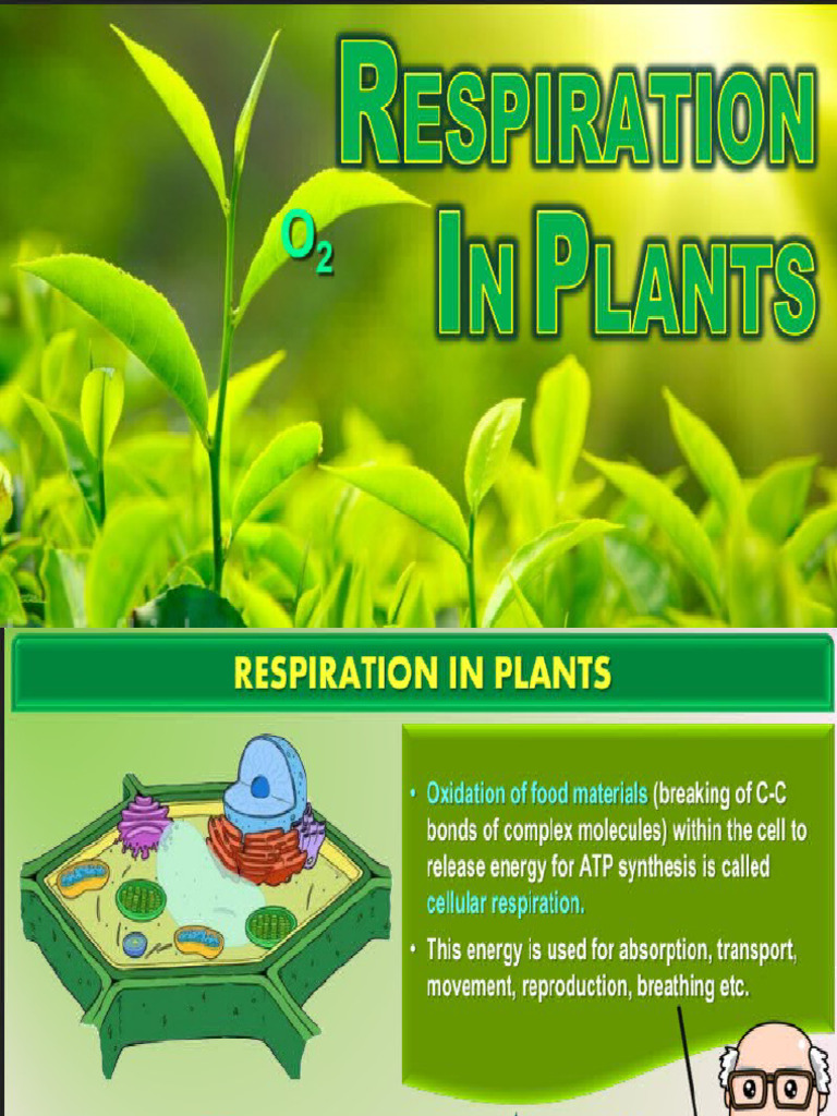 Respiration in Plants | PDF