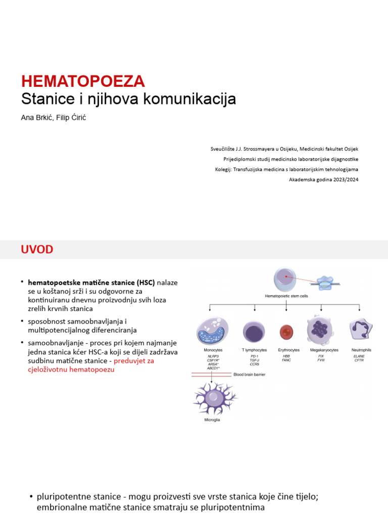 HEMATOPOEZA Stanice I Njihova Komunikacija | PDF