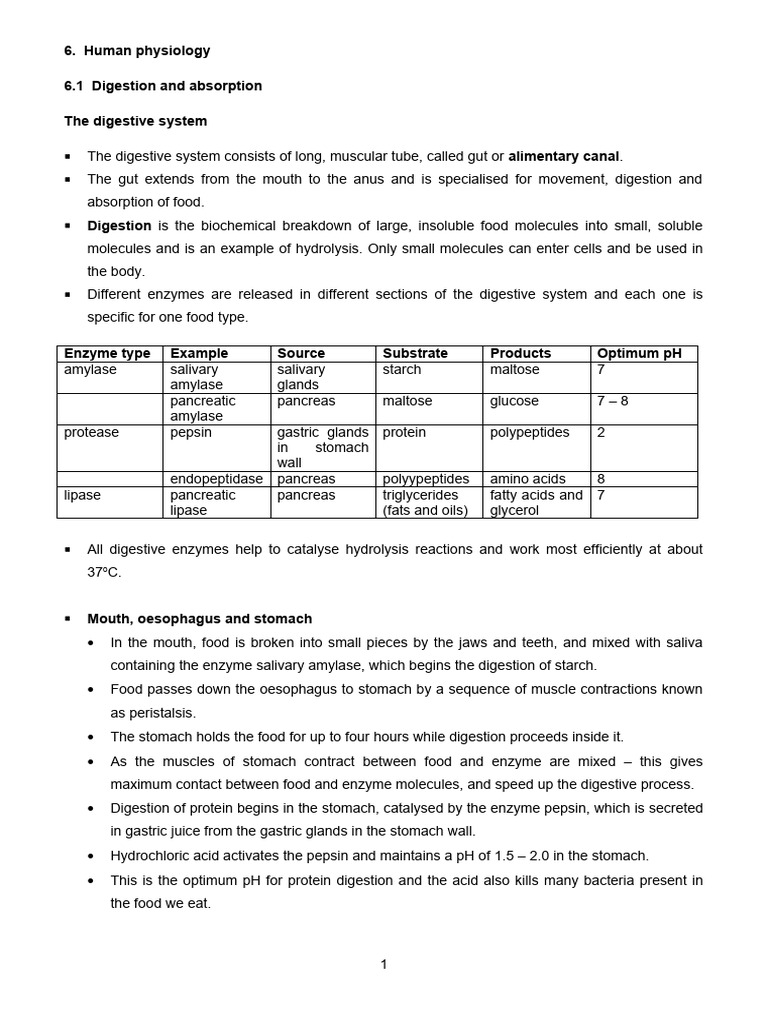 Human Physiology | PDF | Heart | Digestion