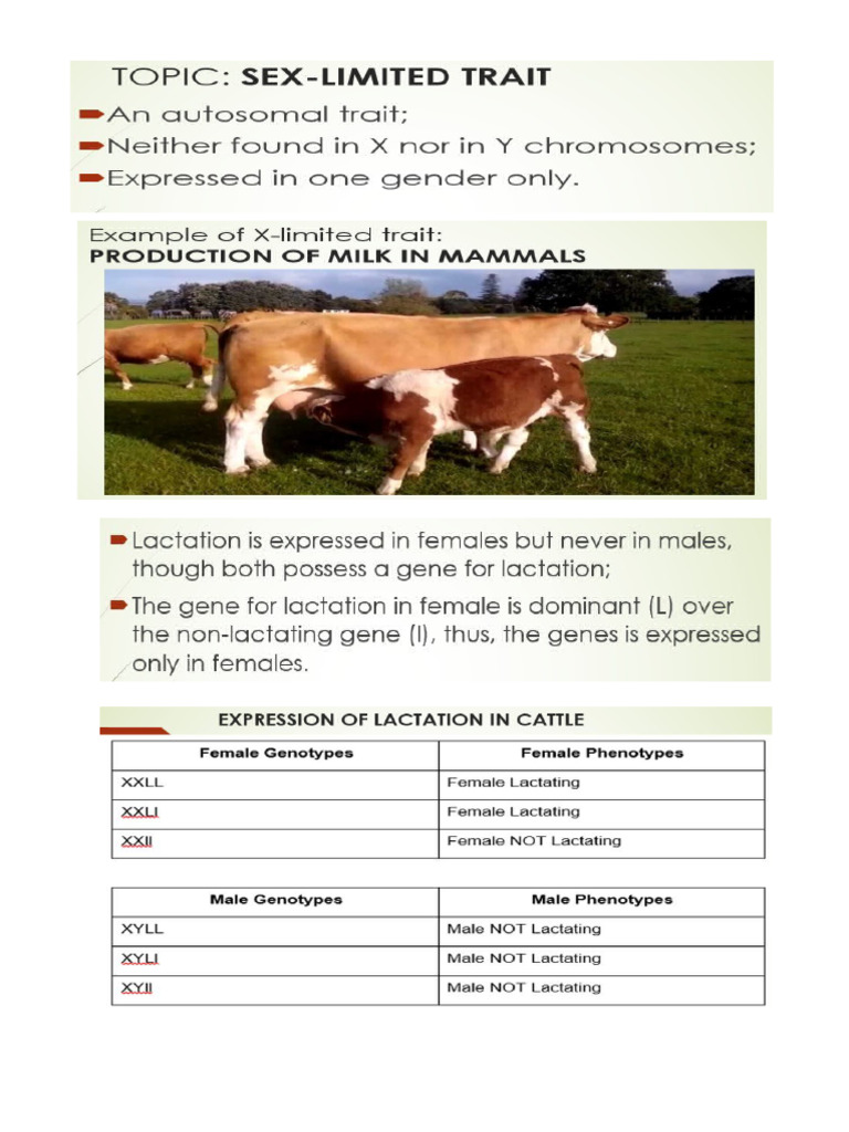 Cattle Genotypes And Lactation Traits Pdf 9258