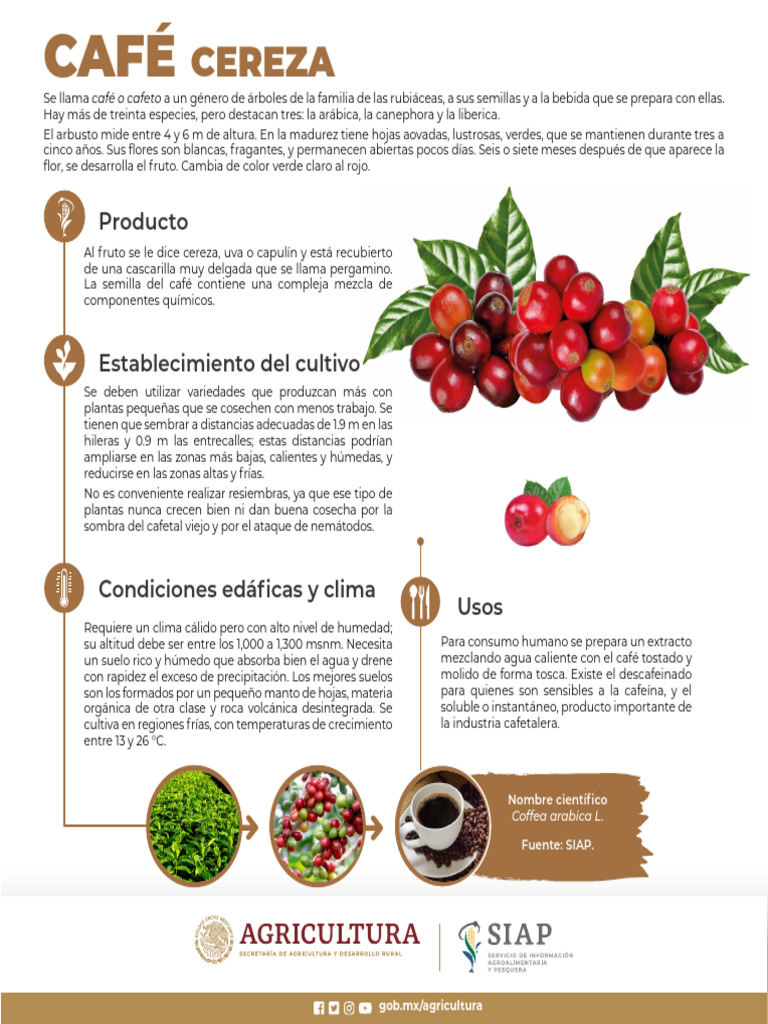 Cultivo y características del café cereza | PDF | café | Plantas