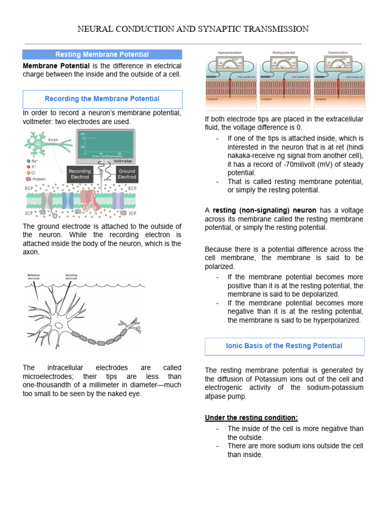 H1 - Neural Conduction and Synaptic Transmission | PDF | Chemical ...