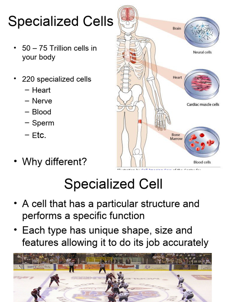 2specialized Cells | PDF | Human Body | Cell (Biology)