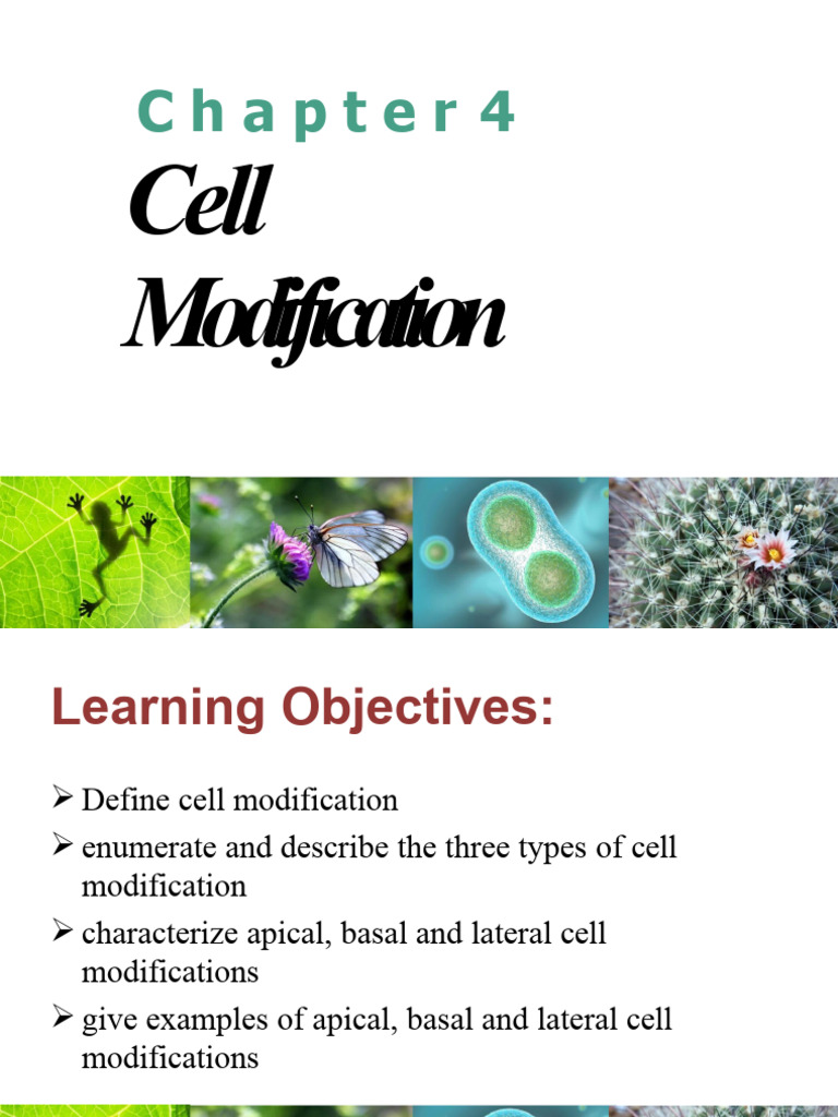 Lateral Cell Modifications Explained | PDF | Epithelium | Extracellular ...