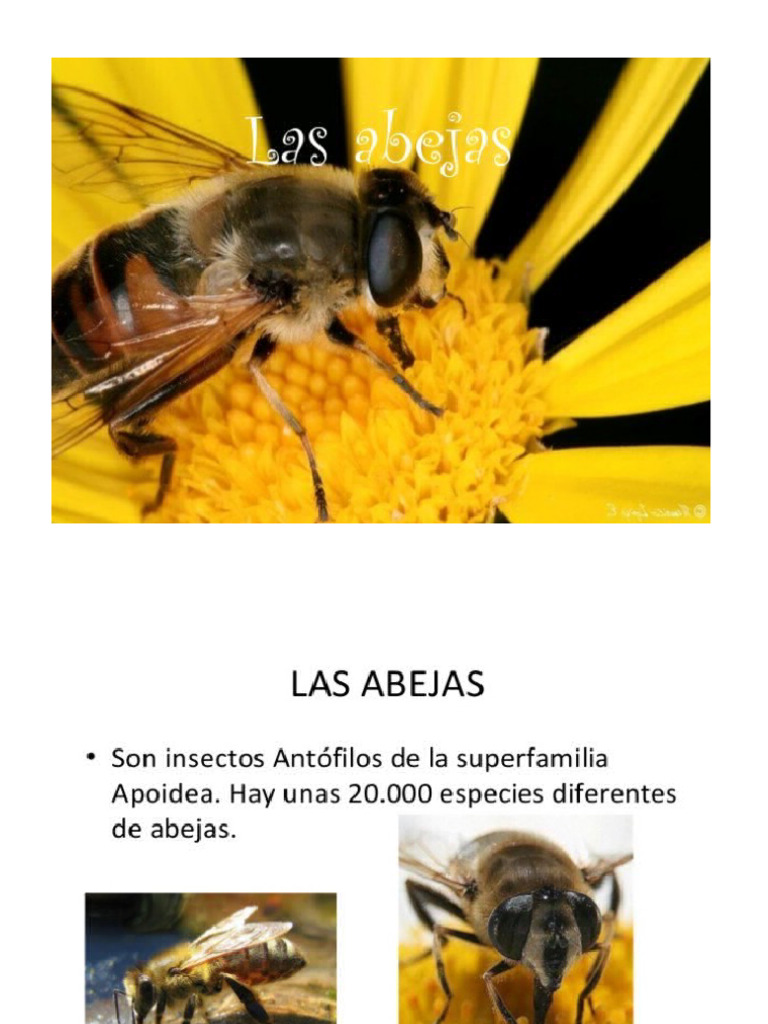 Las Abejas | PDF