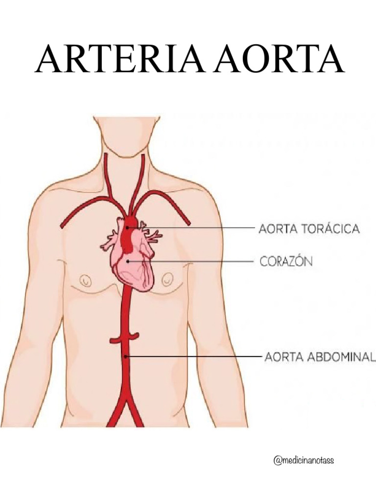 Arteria aorta | PDF | Aorta | Sistema circulatorio