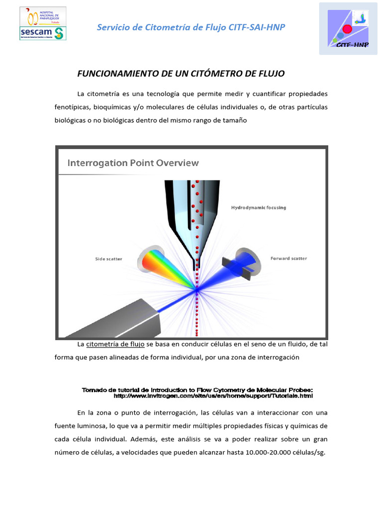 funcionamiento_de_un_citometro_citf | PDF | Citometría de flujo ...