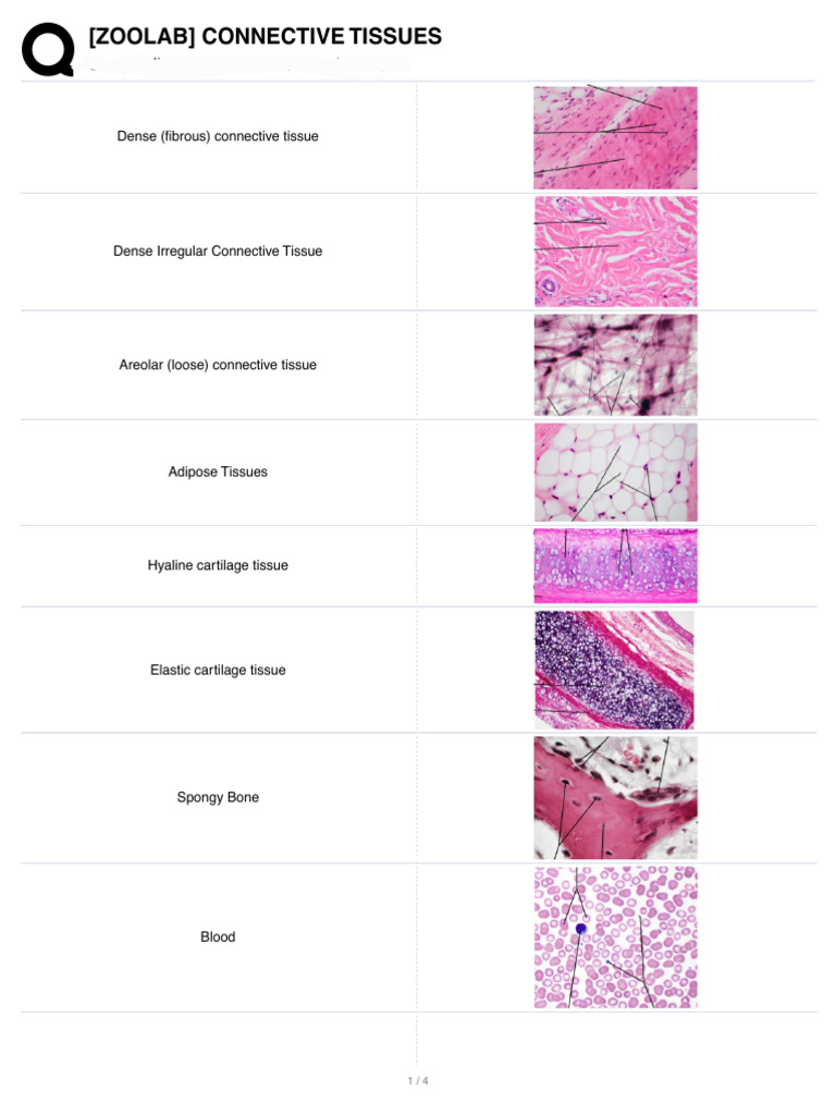 Connective Tissues Study Guide | PDF