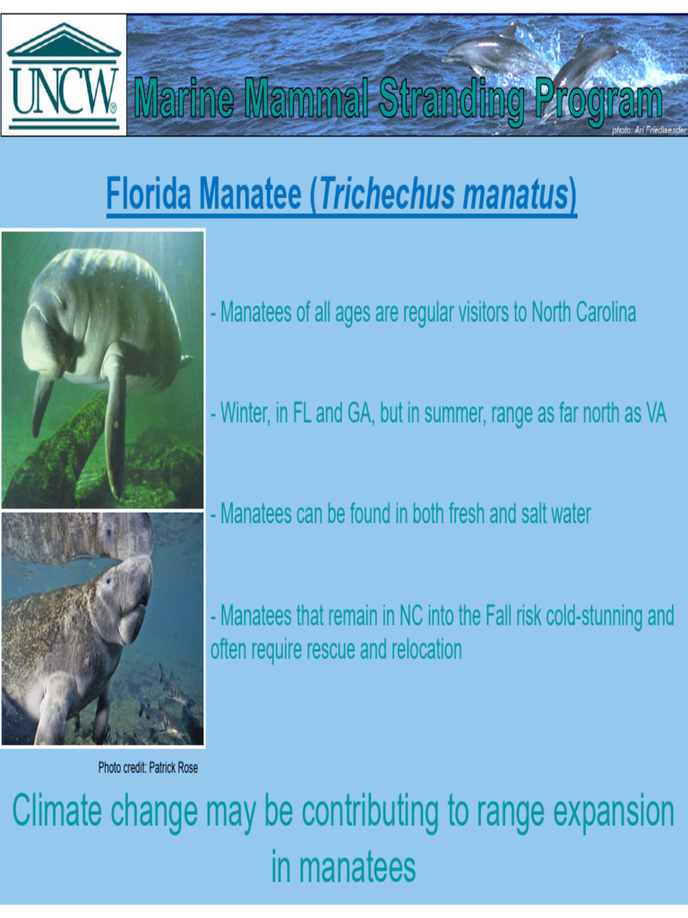UNCW Factsheet: Manatees | PDF | Marine Mammals