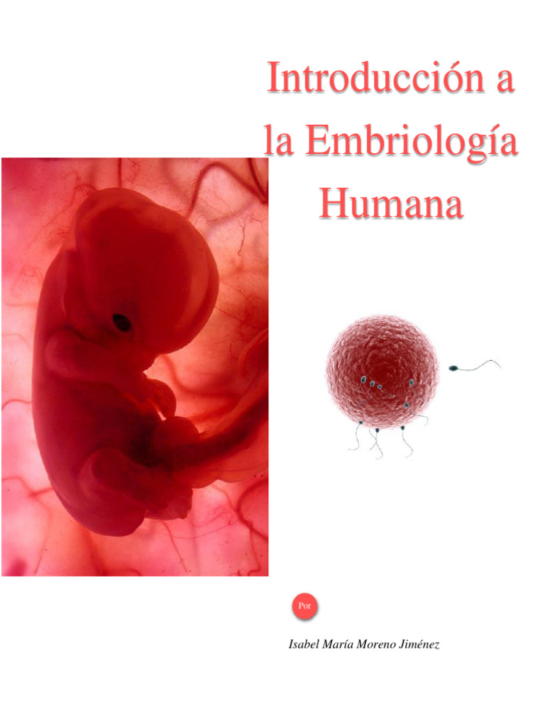 Etapas Clave de la Embriología Humana | PDF | Embrión | Reproducción