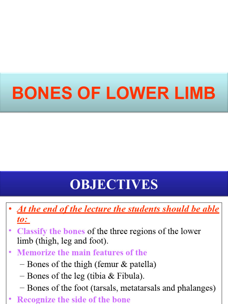 Lower Limb Bone Anatomy Guide | PDF | Human Leg | Foot
