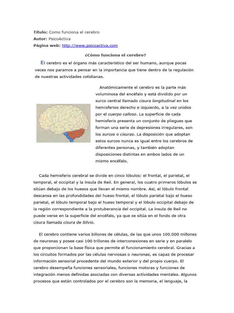 Como funciona el cerebro - 4 | PDF | Cerebro | Neurona