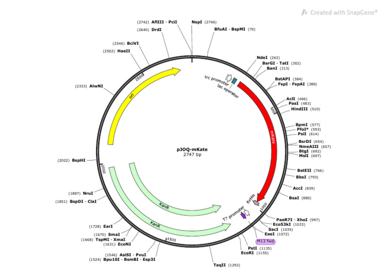 pJOQ-mKate Map | PDF