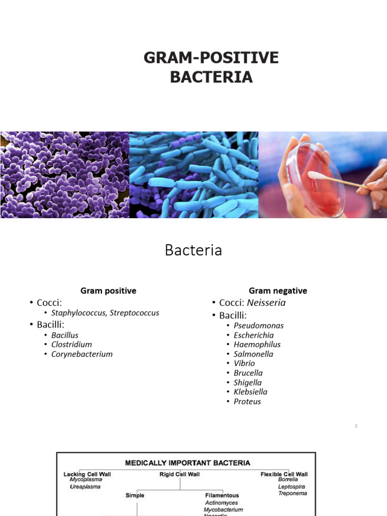 Gram-Positive Bacteria | PDF | Streptococcus | Bacteria