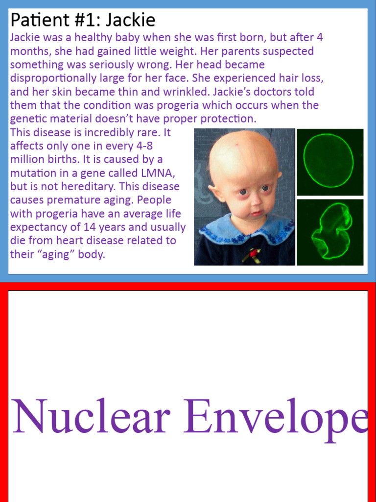 Organelle Card Sort | PDF | Cell (Biology) | Lysosome