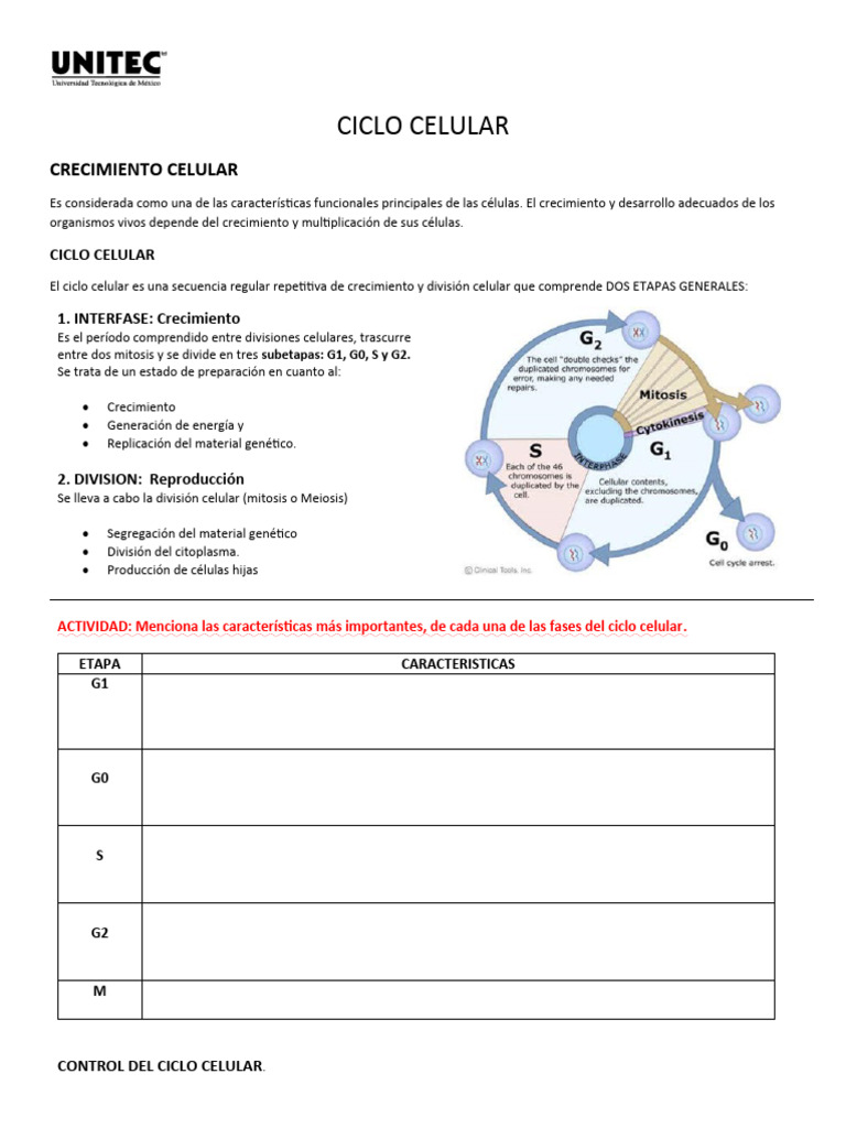 Actividad Del Ciclo Celular | Descargar gratis PDF | Mitosis | Mitosis