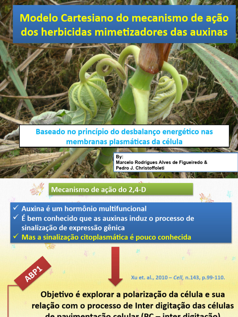 3 - Modelo carteziando do mecanismo de acao auxinas | PDF | Auxinas | Célula (Biologia)
