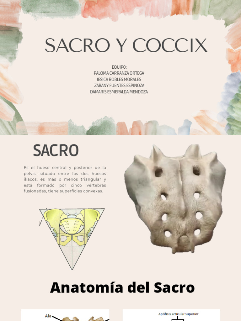 Sacro y Coxis | PDF | La columna vertebral | Pelvis
