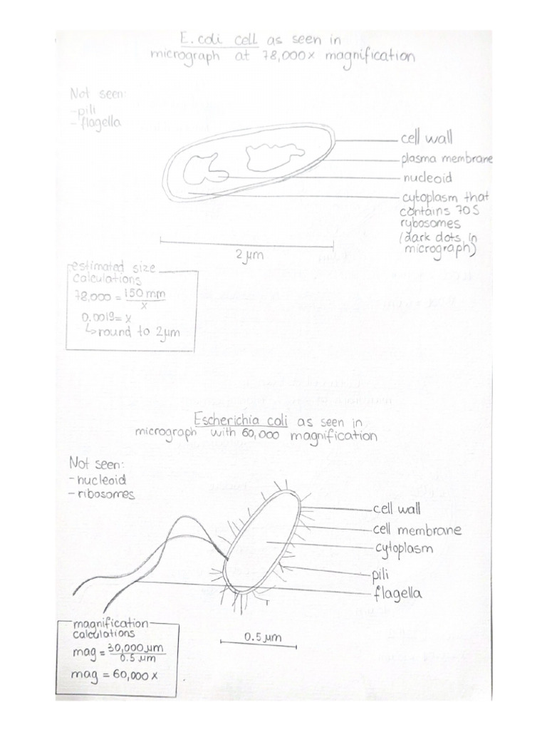Micrograph Drawings | PDF