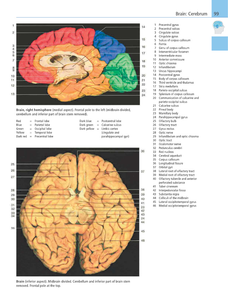 Yokochi %c3%81reas+Cerebrais | PDF