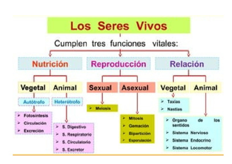 1.3 Mapa Conceptual - Func. - Vitales de Los Seres Vivos | PDF