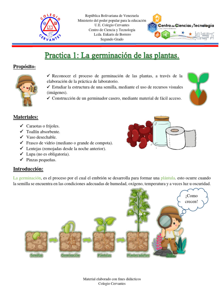 Germinación de Semillas para Niños | PDF | Semilla | Germinación