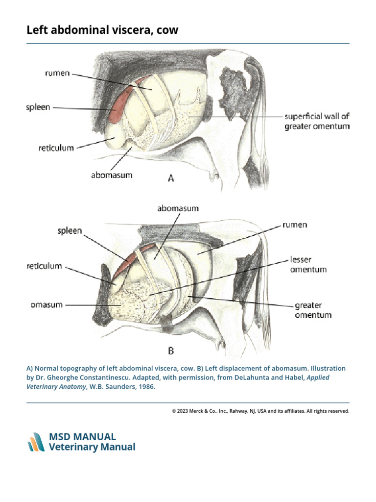 Left or Right Displaced Abomasum and Abomasal Volvulus in Cattle - Digestive System - MSD ...