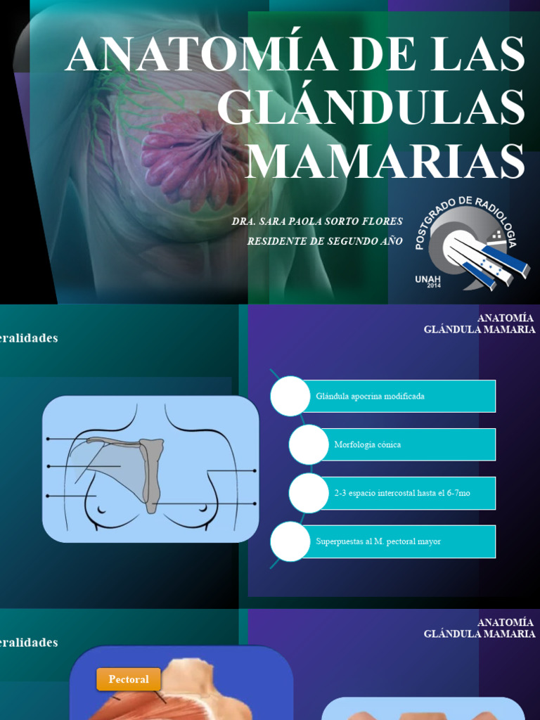 Anatomía de Las Glándulas Mamarias | PDF | Pecho | La salud de la mujer