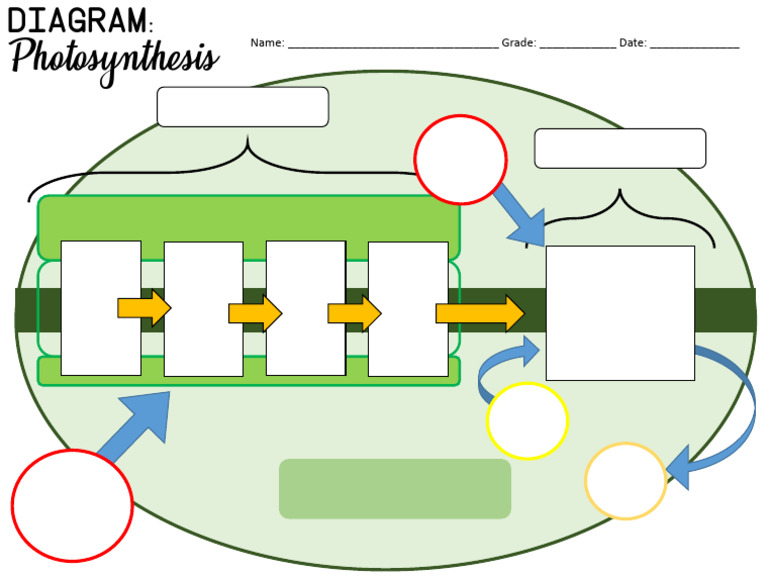 Photosynthesis Diagram | PDF