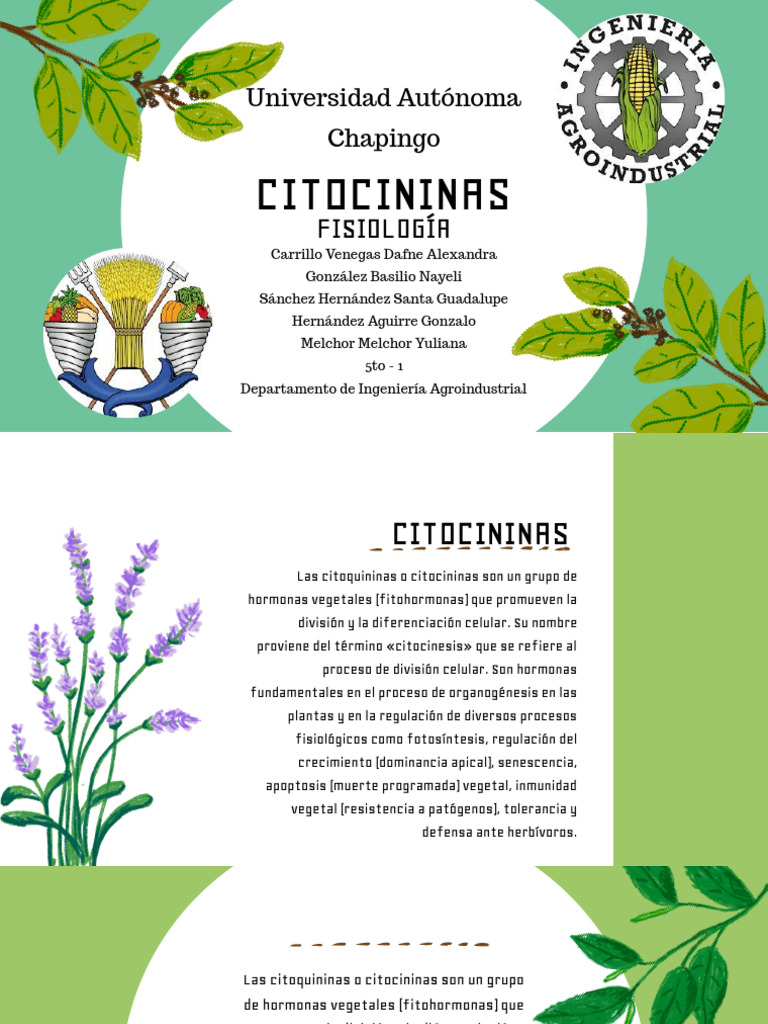 CITOCININAS | PDF | Hormona Vegetal | Plantas