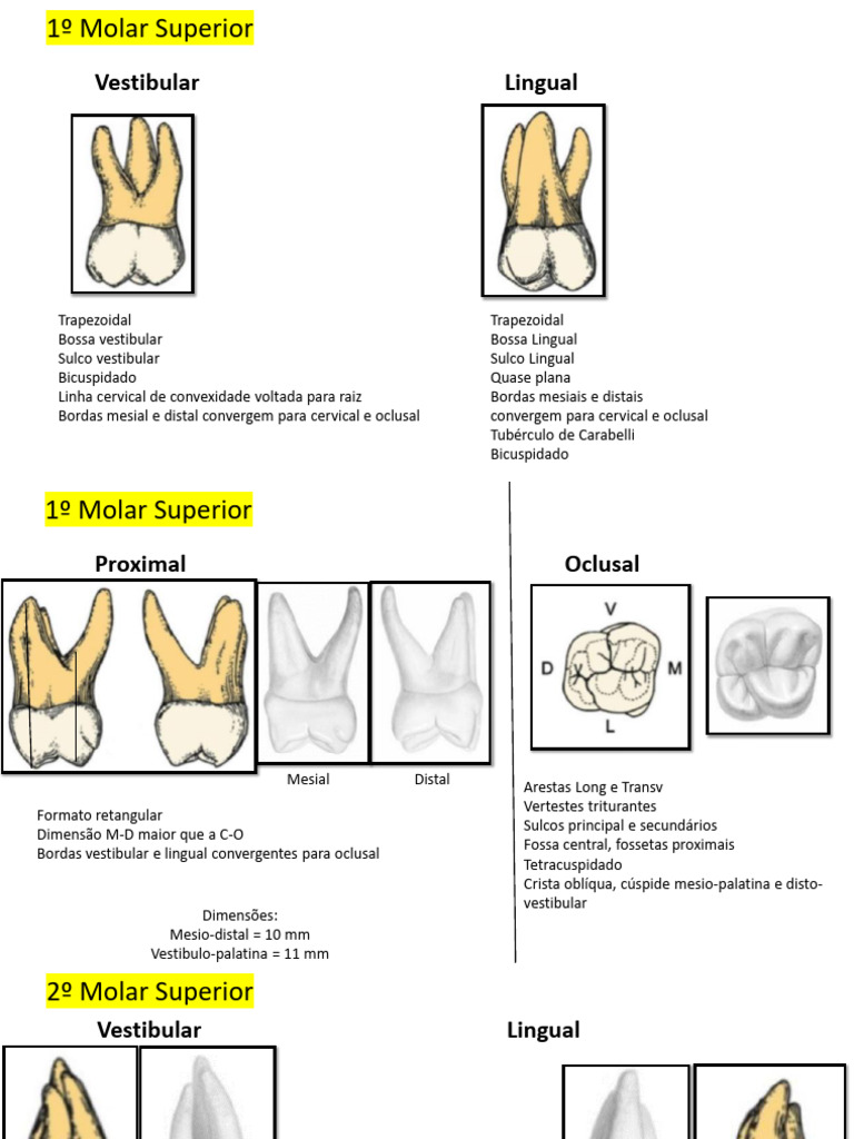 Anatomia Molares - 231115 - 234709 | PDF