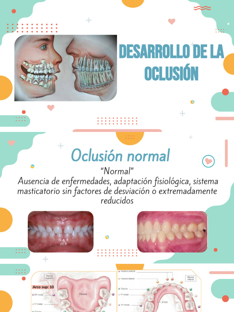Desarrollo de La Oclusion | PDF | Anatomia dental | Diente