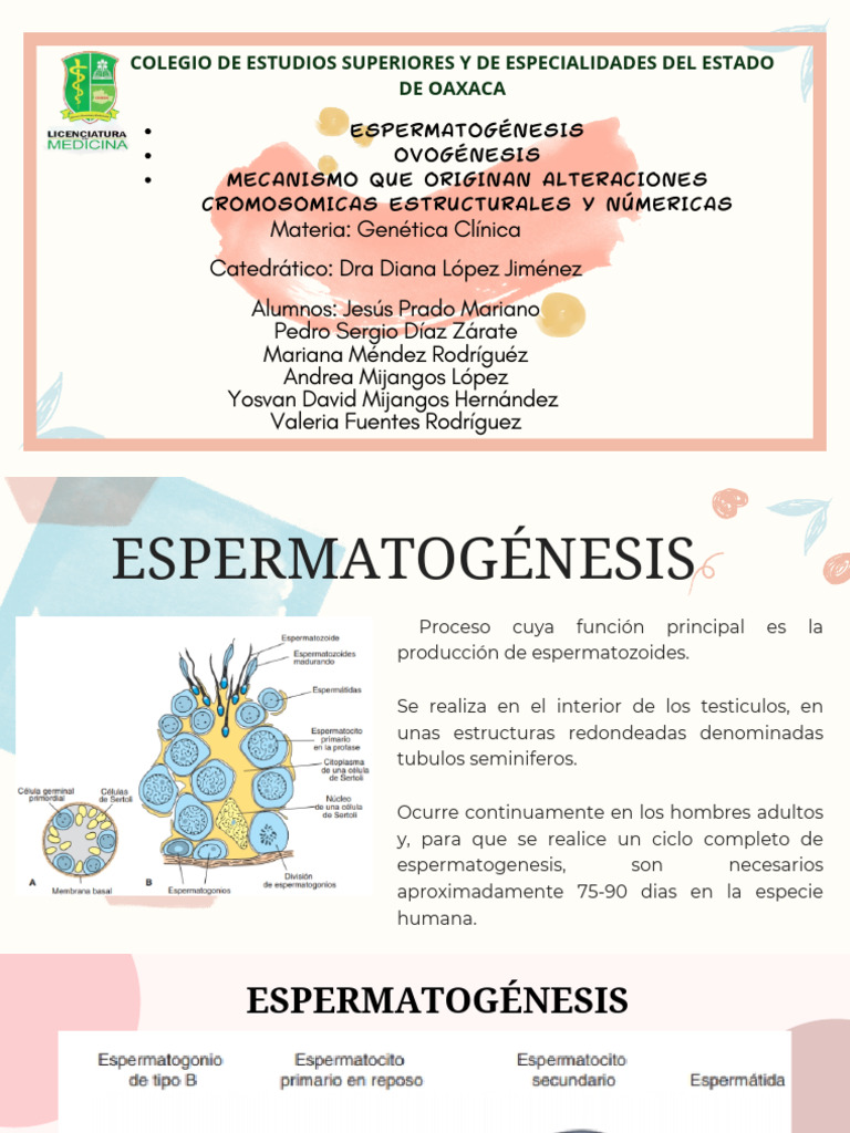 Espermatogénesis, Ovogénesis Y Alteraciones Cromosomicas | PDF | Biología | Anatomía