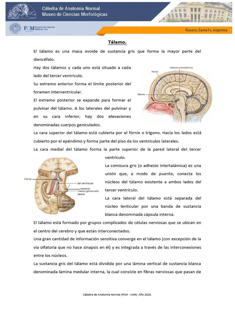 Tálamo | PDF | Tálamo | Cerebro