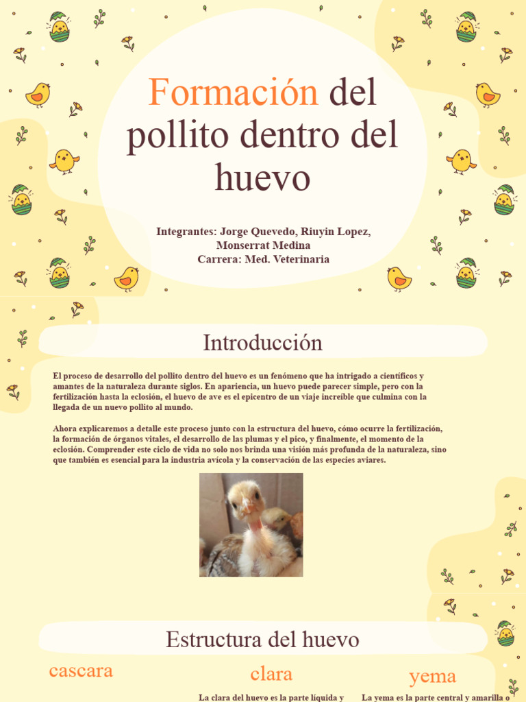 Formacion Del Pollito Dentro Del Huevo | PDF | Embrión | Huevo