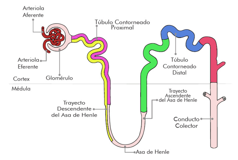 Dibujo de la nefrona y sus partes | PDF