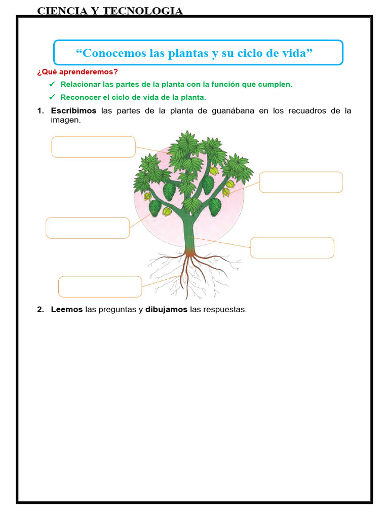 Conocemos Las Plantas y Su Ciclo de Vida SEMANA 4 - 29 de Marzo | PDF