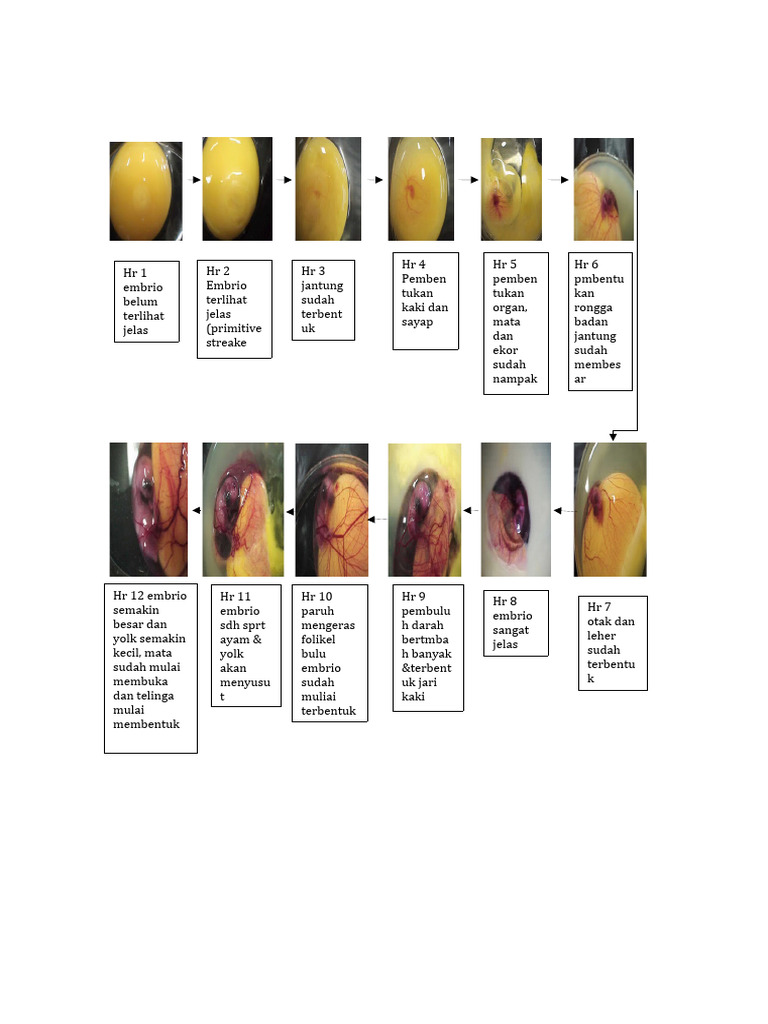 Embrio Ayam | PDF
