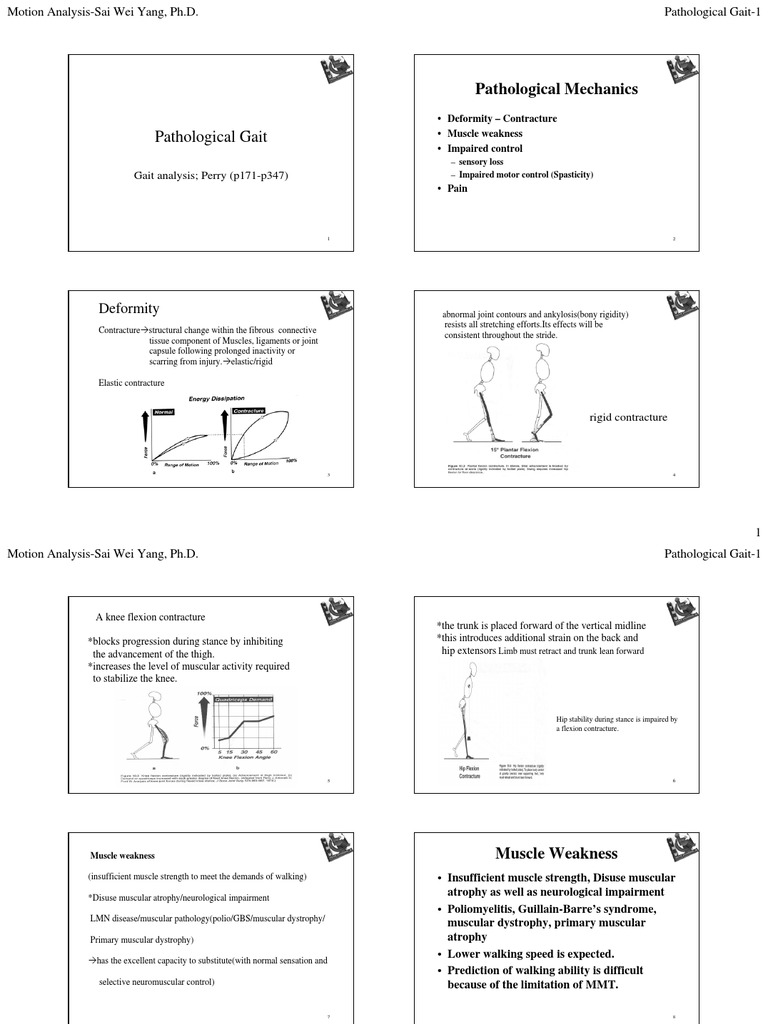 Pathological Gait | PDF | Foot | Anatomical Terms Of Motion
