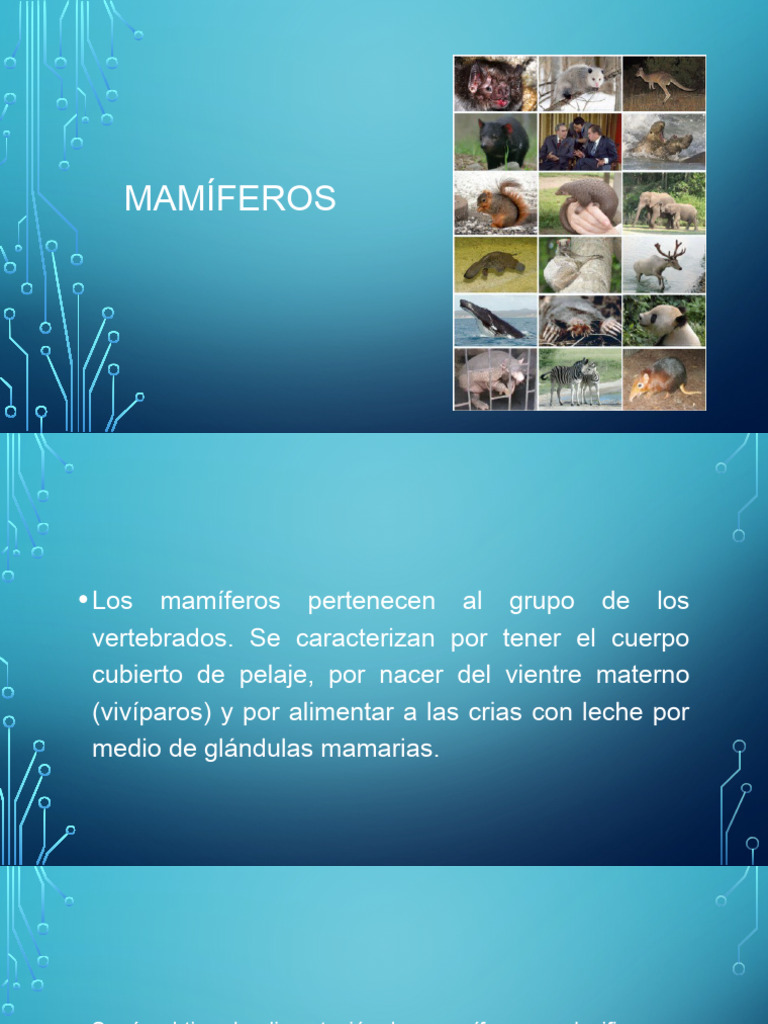 mamíferos | PDF | Mamíferos | Zoología