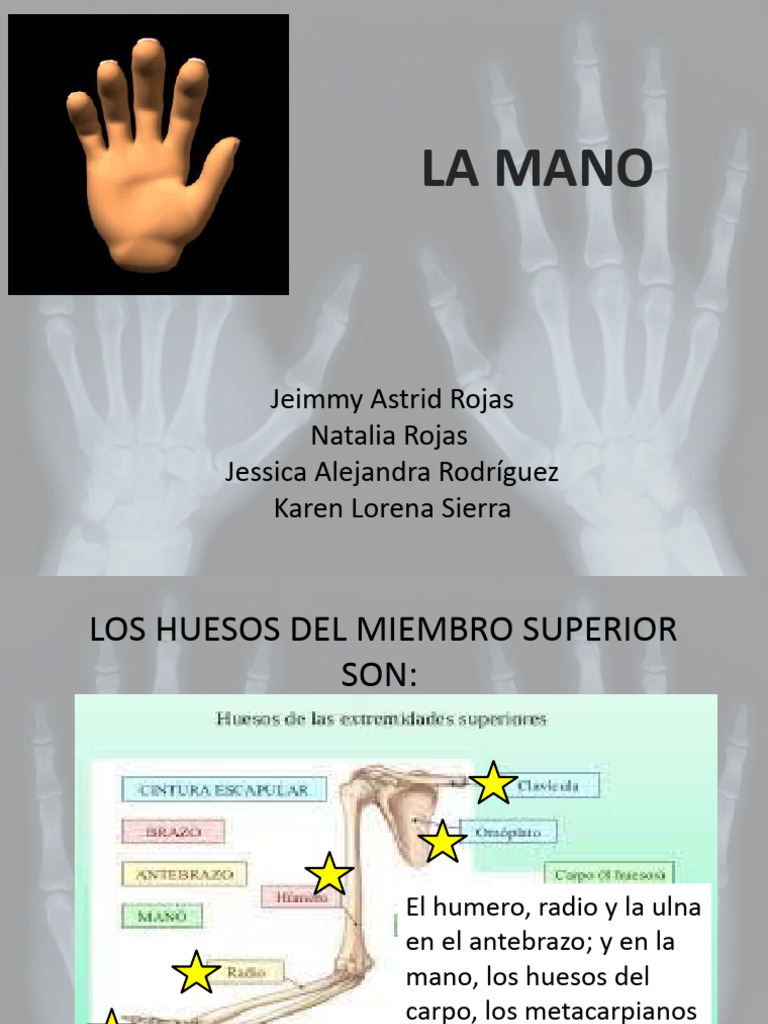 Anatomía de la Mano: Huesos y Músculos | PDF | Mano | Anatomía