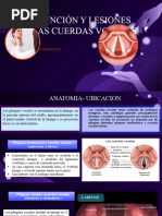 Es La Pectoriloquia Áfona | PDF